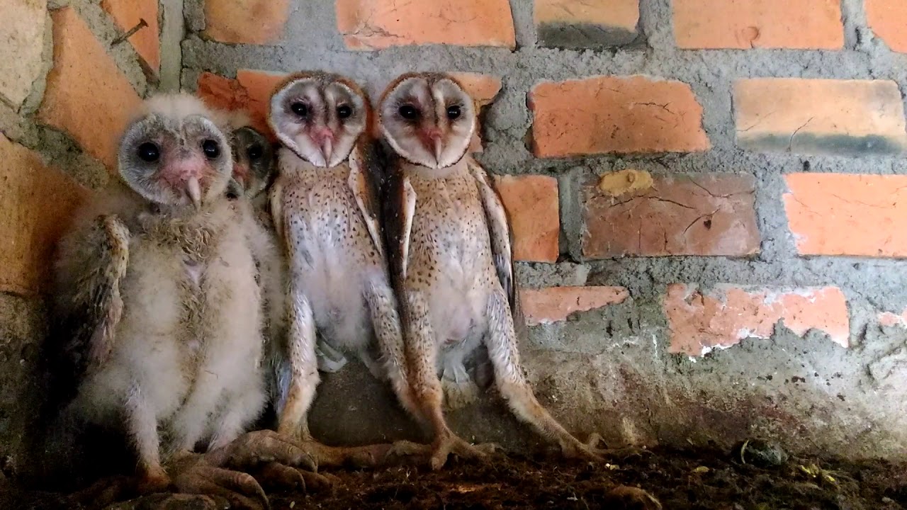 Owls - Birds Documentary - Videographer : Blacktator (Part 4) - YouTube