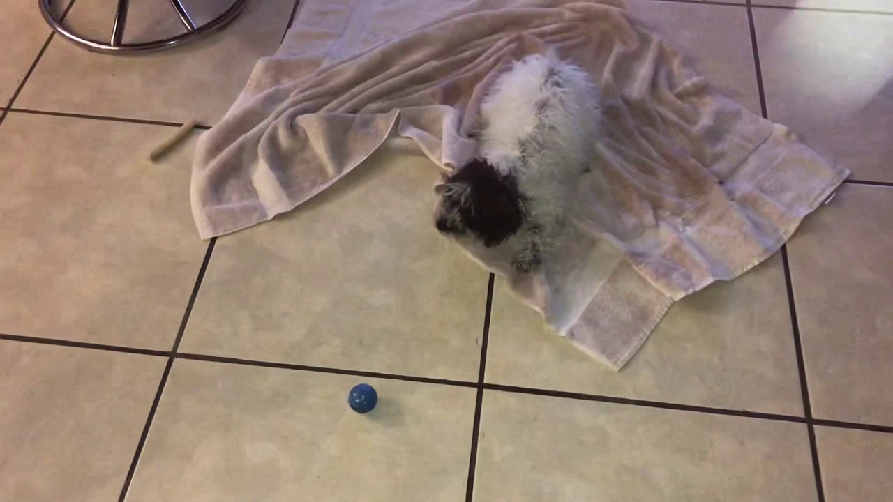 Gabby girl chasing the annoying bell. - YouTube