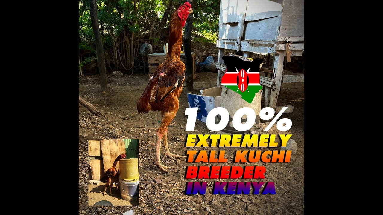 100% KUCHI ASEEL CHICKEN BREEDER in Kenya - YouTube