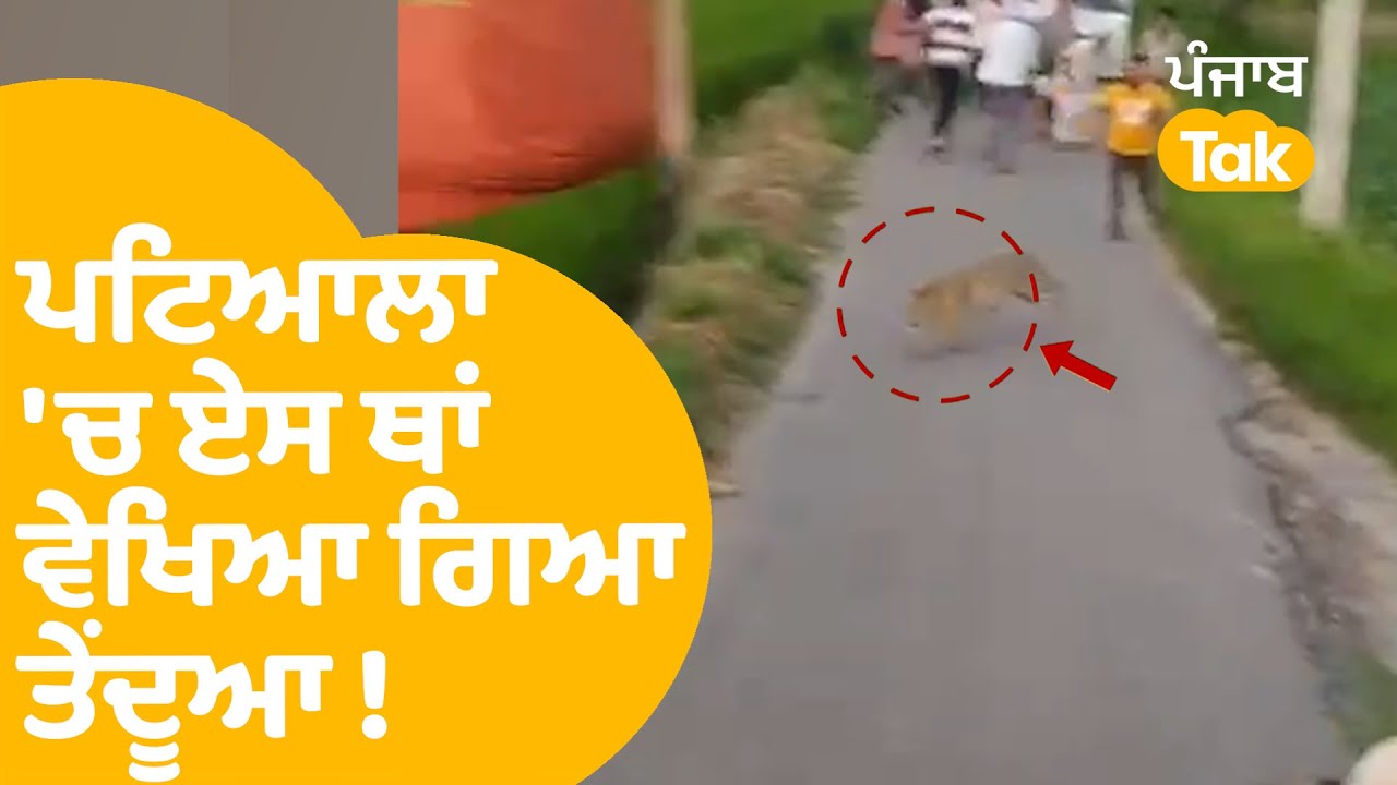 Leopard in Patiala - ਹੁਣ ਪਟਿਆਲਾ 'ਚ ਏਸ ਥਾਂ 'ਤੇ ਵੇਖਿਆ ਗਿਆ ਤੇਂਦੂਆ । Punjab ...