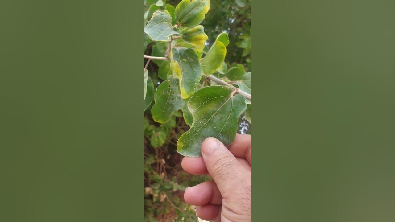 دوم او عبري ثمر شجرة السدر او العلب - YouTube