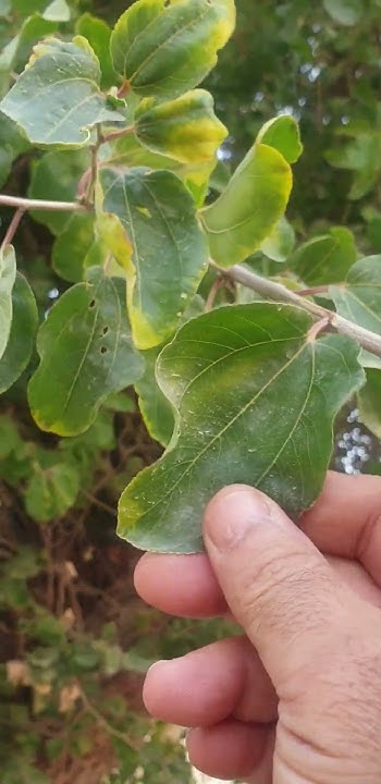 دوم او عبري ثمر شجرة السدر او العلب - YouTube