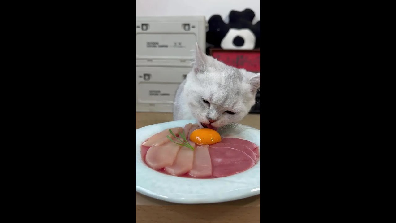 cat eat meatslices 🥩🥚🍳|cat eating sliced meat 🐓| ASMR cat mukbang #cat ...