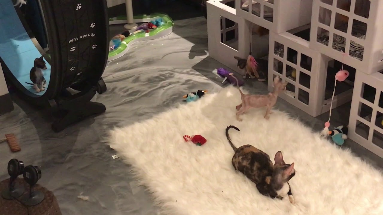 Party chatons à Maho - YouTube