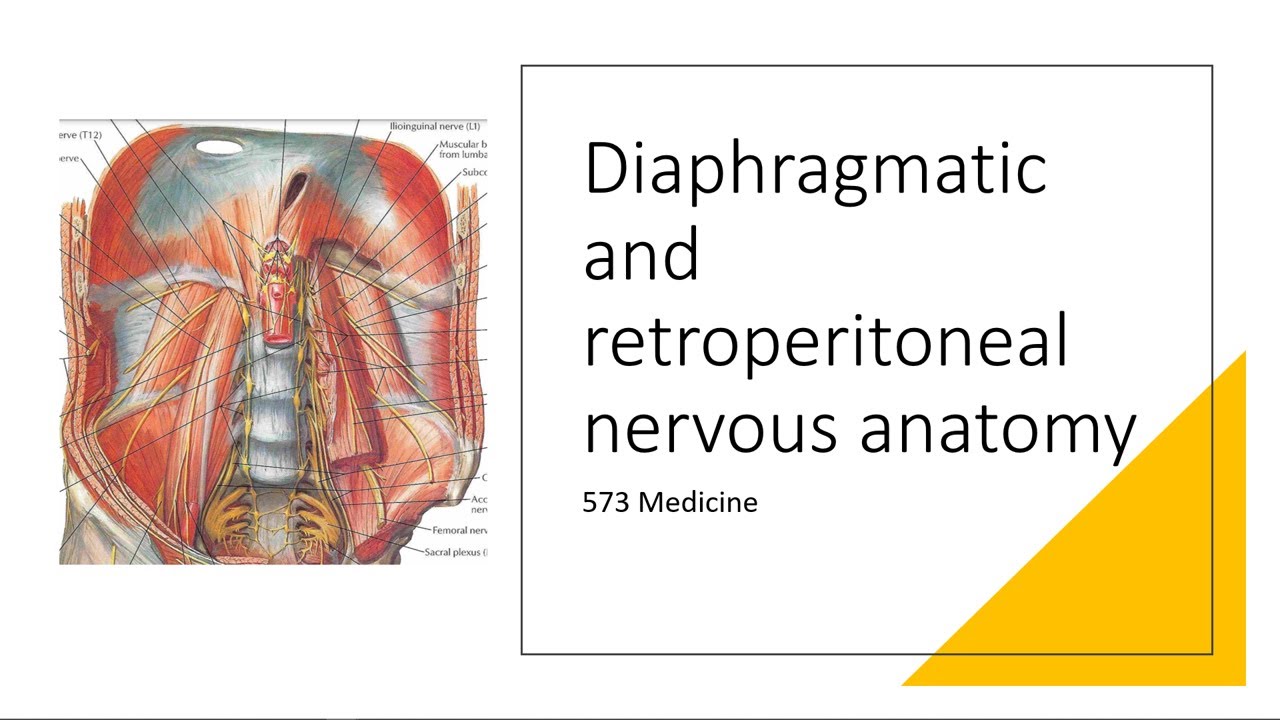 Anatomy - Diaphragmatic and Retroperitoneal Nerve Anatomy - YouTube