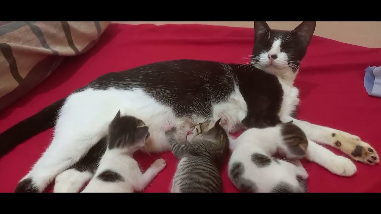 Cute Beautiful Puspin Cat Feeding Kittens - YouTube