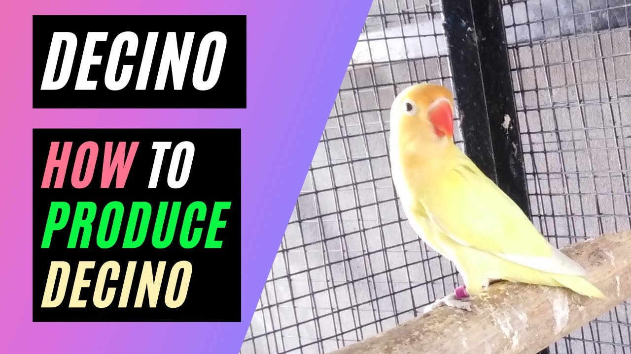 Decino | How to produce Decino | Parblue Decino | Dec bird | HWI Aviary ...
