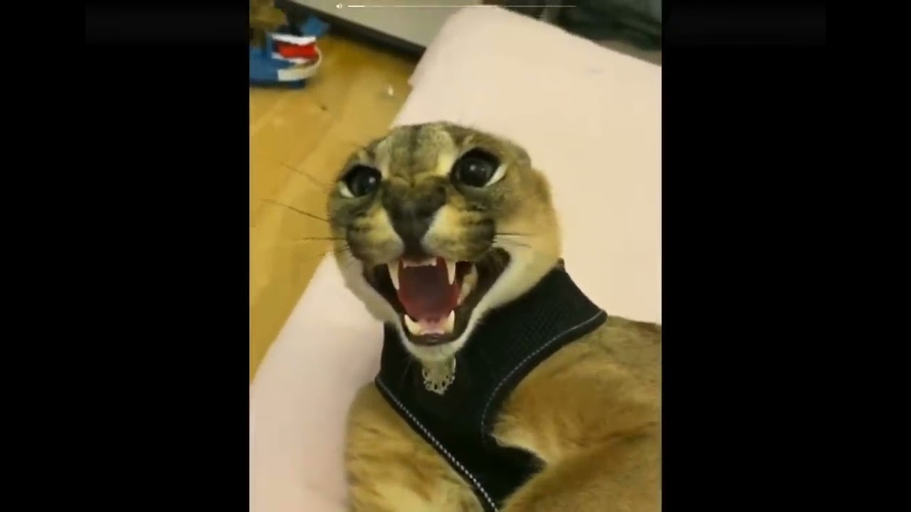 REAL hecker face reveal.........(beluga) - YouTube
