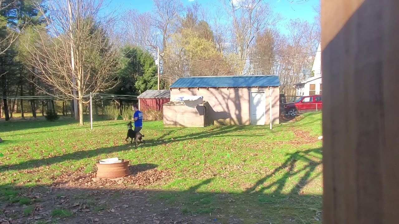 Reno Tricks - Heeling with Automatic Sit - YouTube