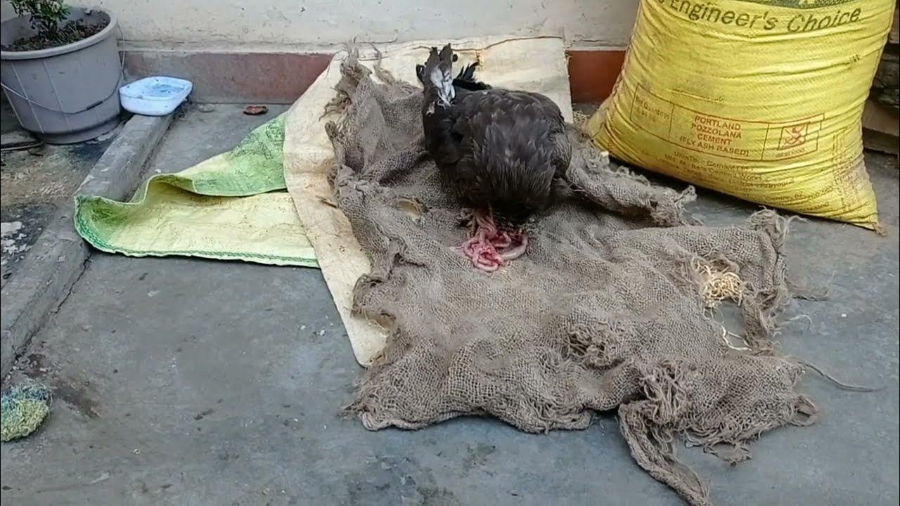 Bird Rescue Centre Near Me Kite Bird Rescue Ghayal Parindey Ka Ilaaj bird-rescue-centre-near-me-kite-bird-rescue-ghayal-parindey-ka-ilaaj