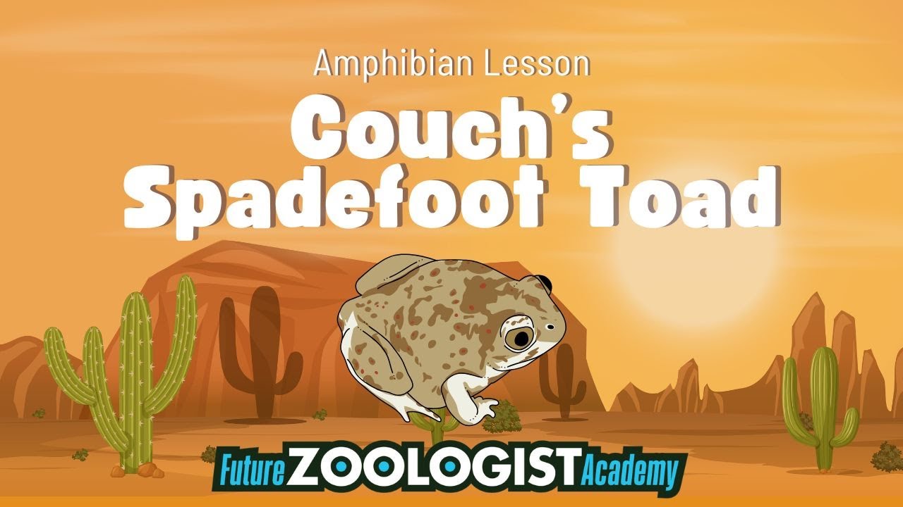 Couch's Spadefoot Toad | Amazing Desert Adaptations - YouTube