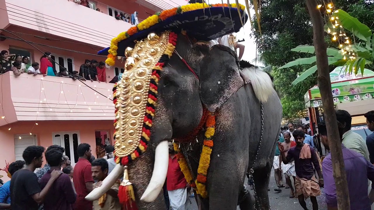 Parappukavu pooram Aana Chamayam - YouTube