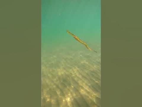 Огромная игла.#diving #under water - YouTube