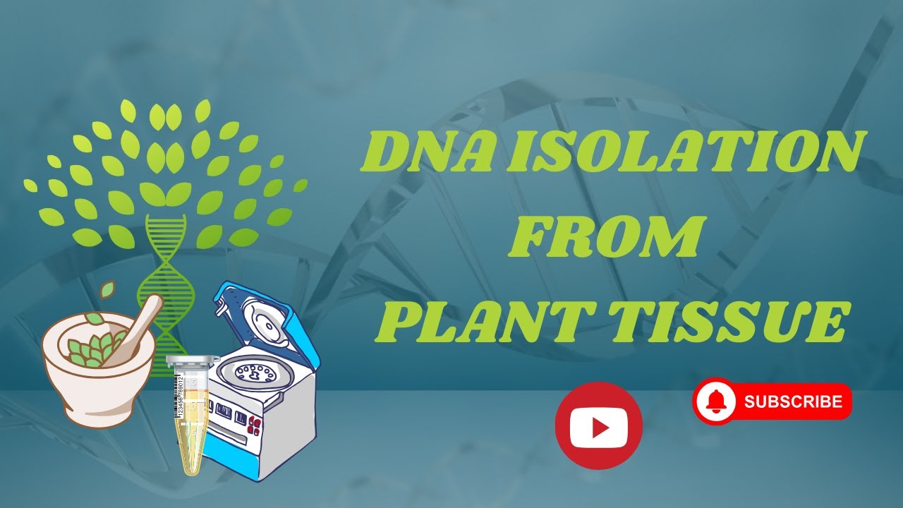 DNA Isolation from plant tissue || CSIR NET - YouTube