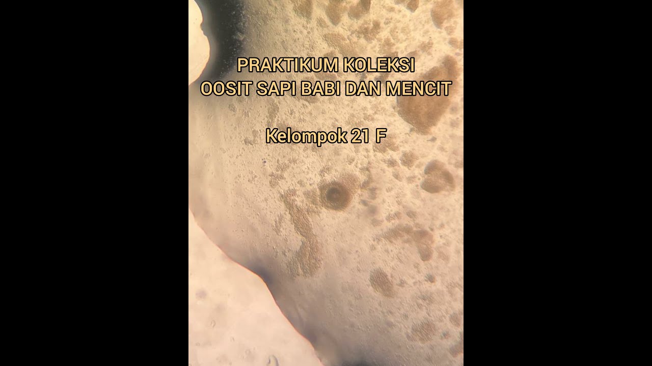 PRAKTIKUM KOLEKSI OOSIT SAPI BABI DAN MENCIT - YouTube