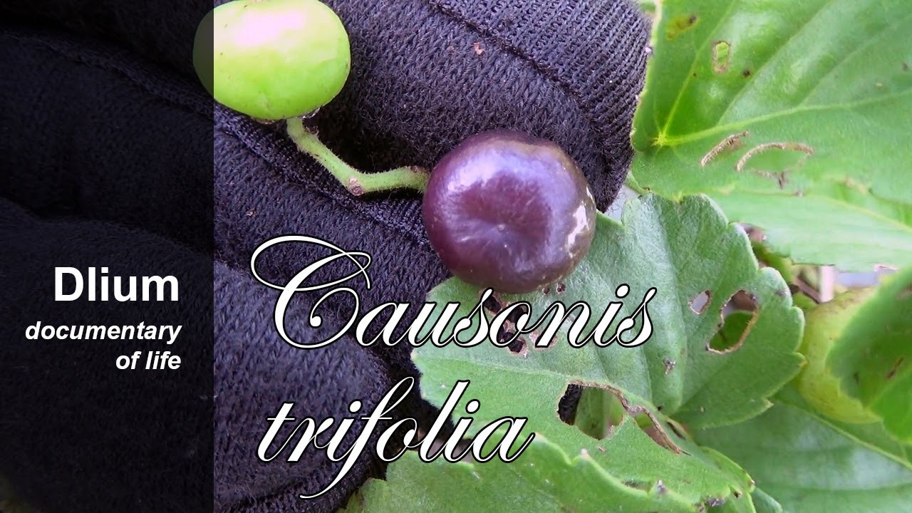 Three-leaved wild vine (Causonis trifolia) - part 1 - YouTube