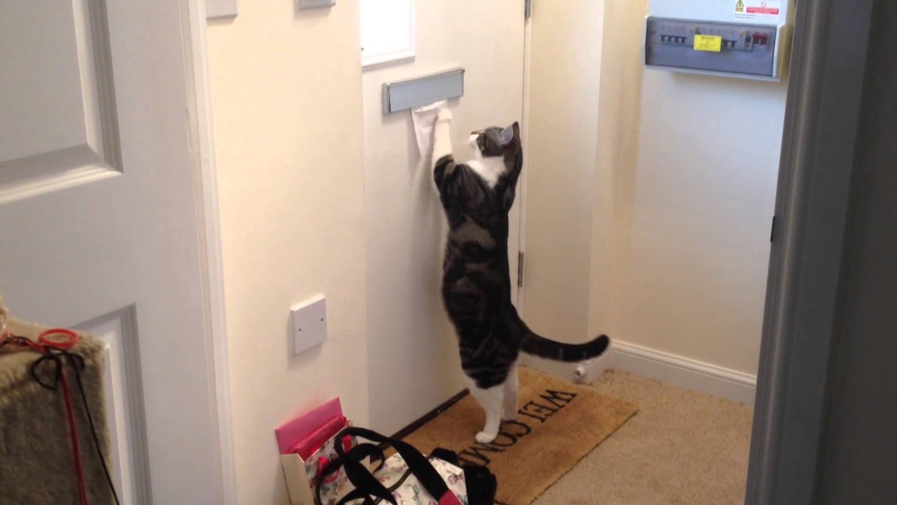 cat collecting the post - SMART CAT!!! - Postman Cat - YouTube