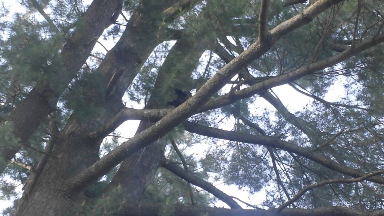 Large crows squawking - big birds in pine trees - YouTube