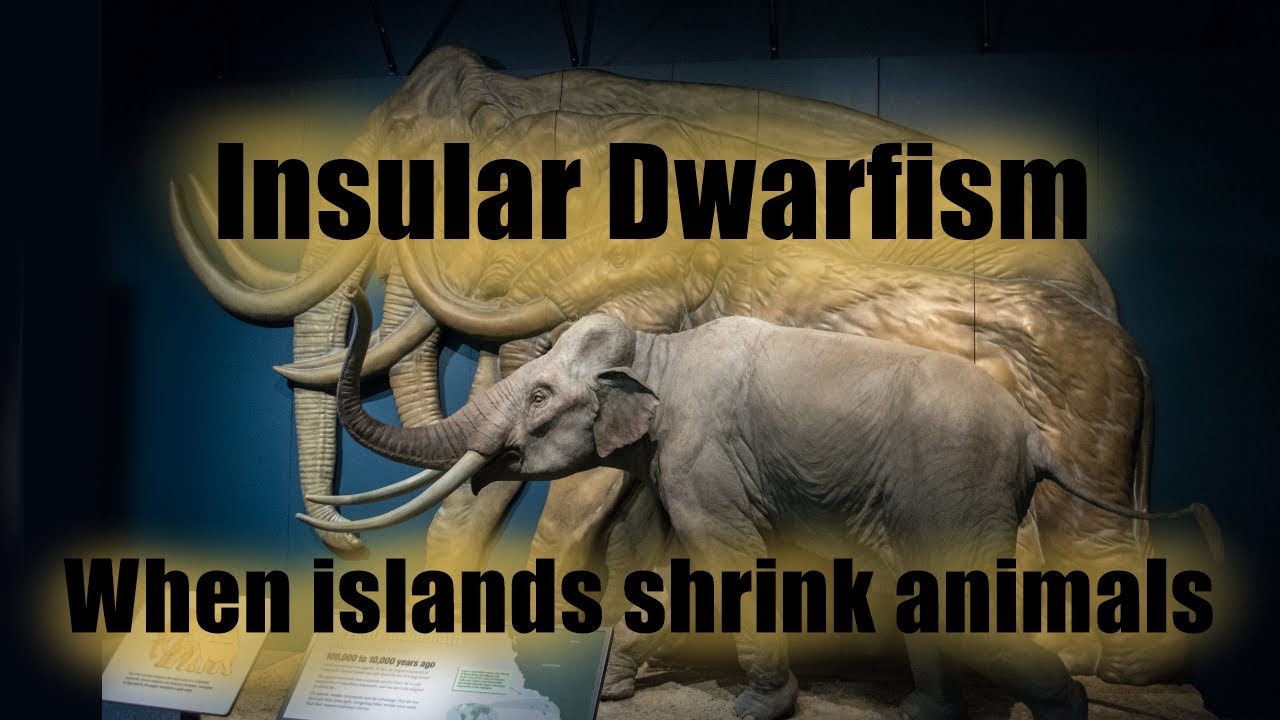 Insular Dwarfism // What is it and why it happens - YouTube