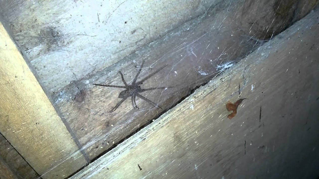Giant House spider example found in Ireland - YouTube