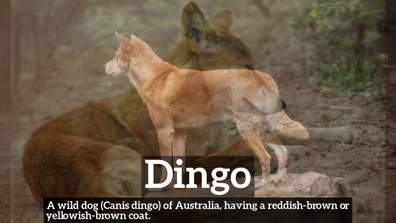 How Does Dingo Look? | What is Dingo? | How to Say Dingo in English ...
