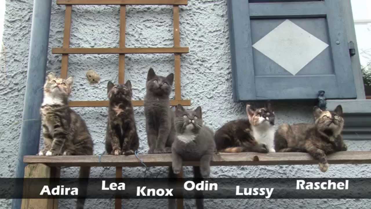 The Cat Gang 2014 - YouTube