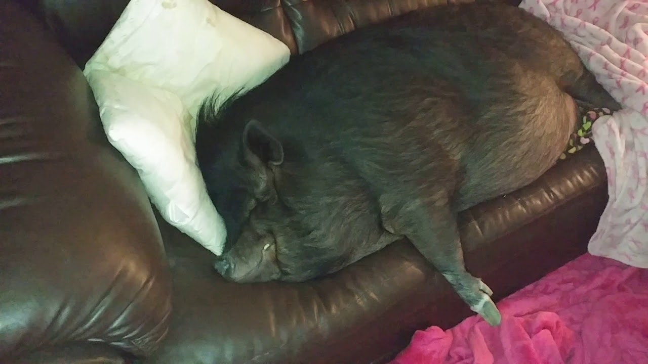 Snoring pig - YouTube