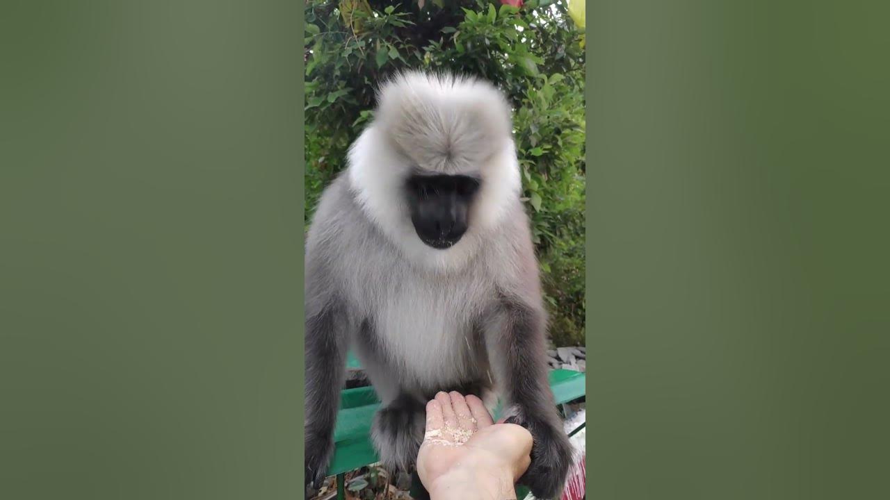 Monkey short video, langur monkey eat from my hand #funnymammals # ...