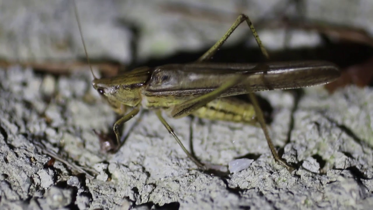 울음소리 : 매부리 (Ruspolia lineosa) - YouTube