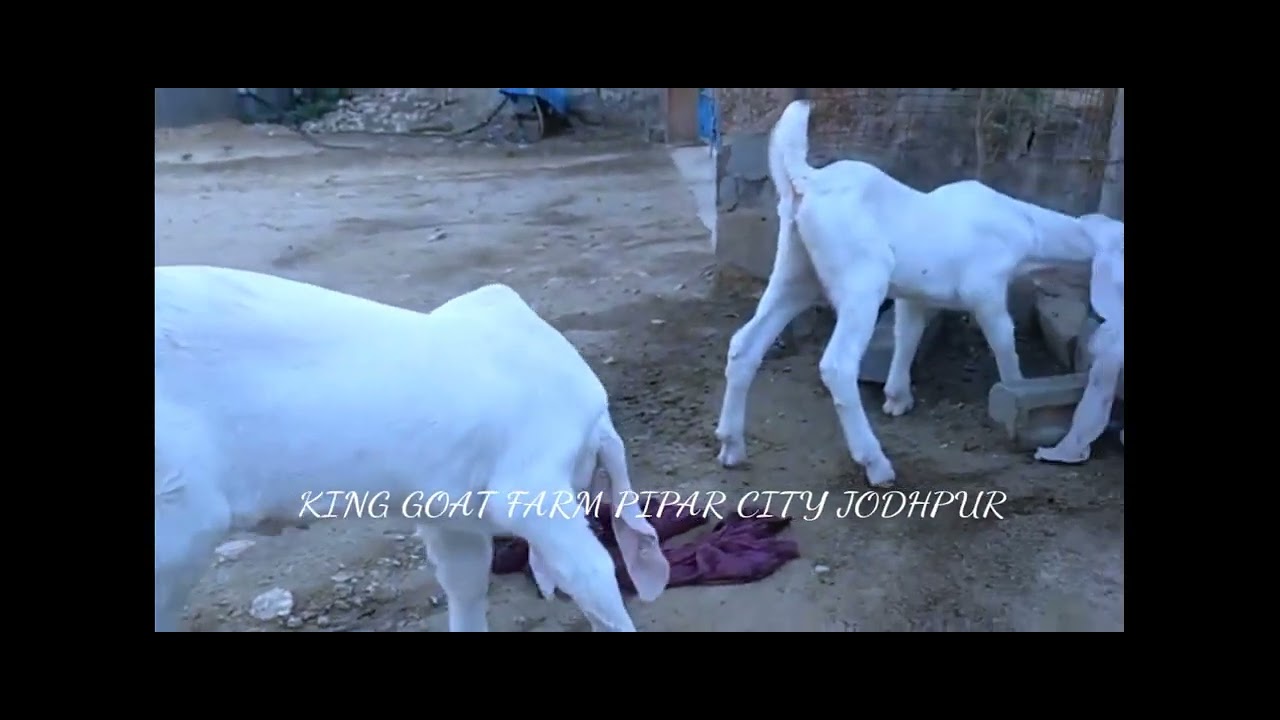 PIPAR CITY TO THE BEST GOAT /THE BEUTIFUL GOAT THE PIPAR CITY JODHPUR ...