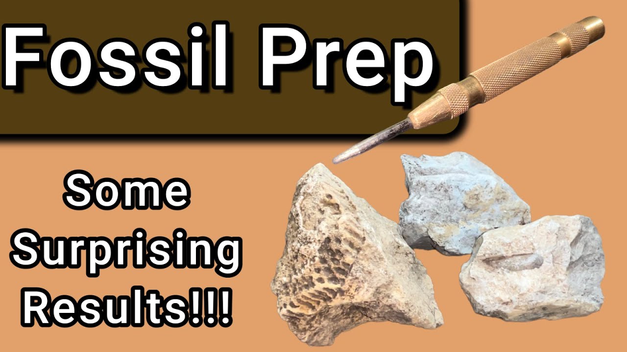 ⛏️Prepping⛏️ Three Awesome Fossils. “With some surprising results” # ...