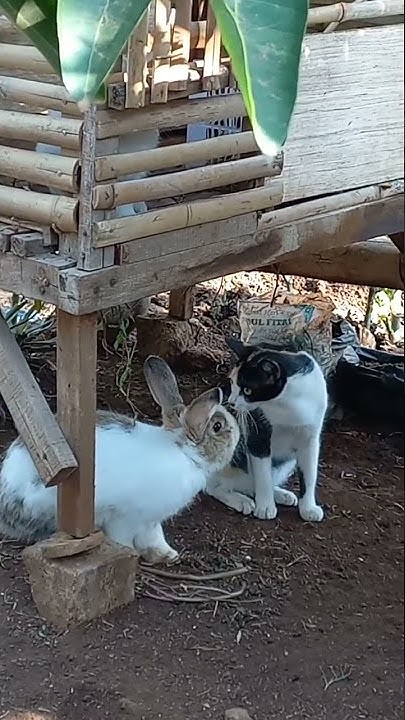Duel kelinci vs kucing🐰🐻#shorts #shortvideo #feedshorts #kelinci #kelinciputih #kelincilucu # ...