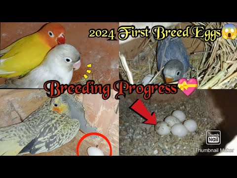 2024/01/12🦜 birds Breeding Progress 💝/My java's breeding Progress ...