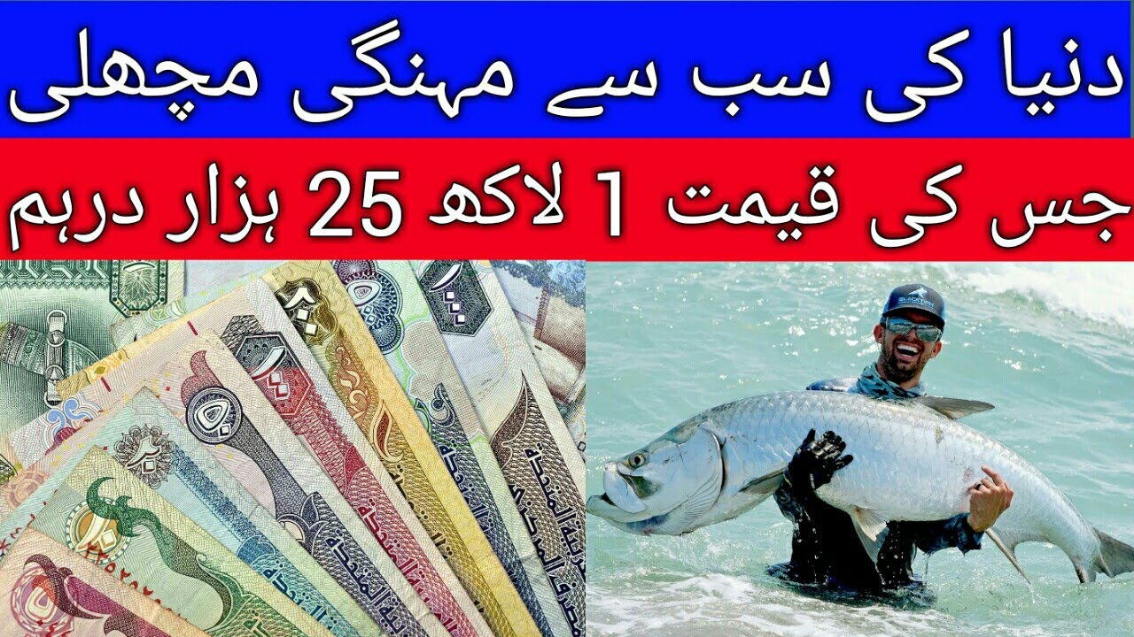 the cost of a fish is 1 hundred 25 thousand dirham - YouTube
