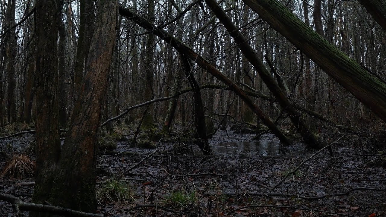 Raining In The Woods On The Perfect Sound For Sleeping, Relaxing, And ...