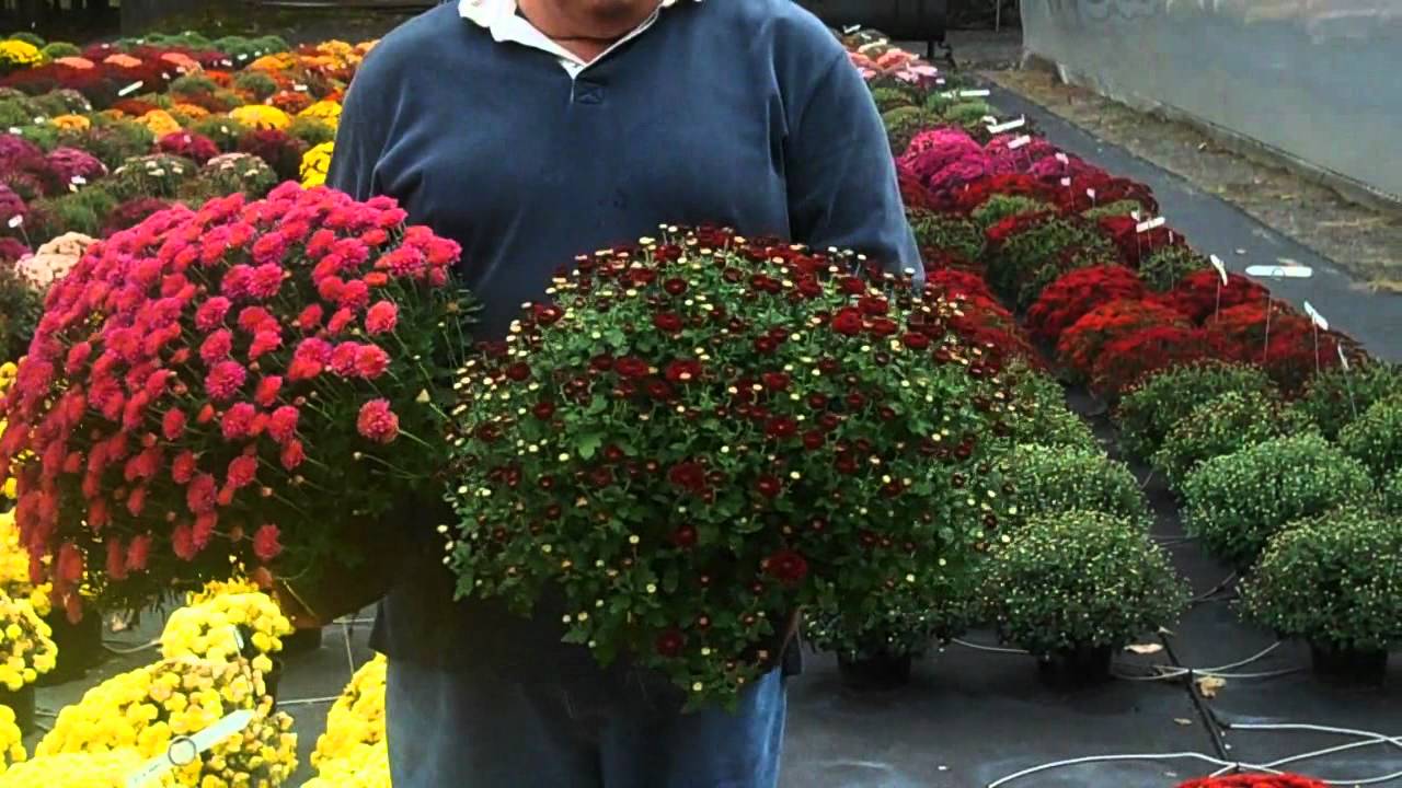 Garden Mums Flamingo Neon and Red Rover - YouTube