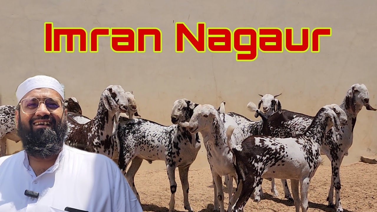 Imran Bhai Nagaur Ka Shandaar Collection | Biggest Goats Setup | Al ...