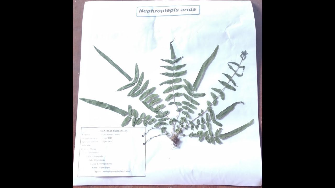 CARA PEMBUATAN HERBARIUM KERING (TUMBUHAN PAKU) SEBAGAI MEDIA PEMBELAJARAN by ANIK KARIMATU Y ...
