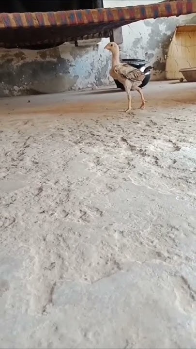 java king aseel chick - YouTube