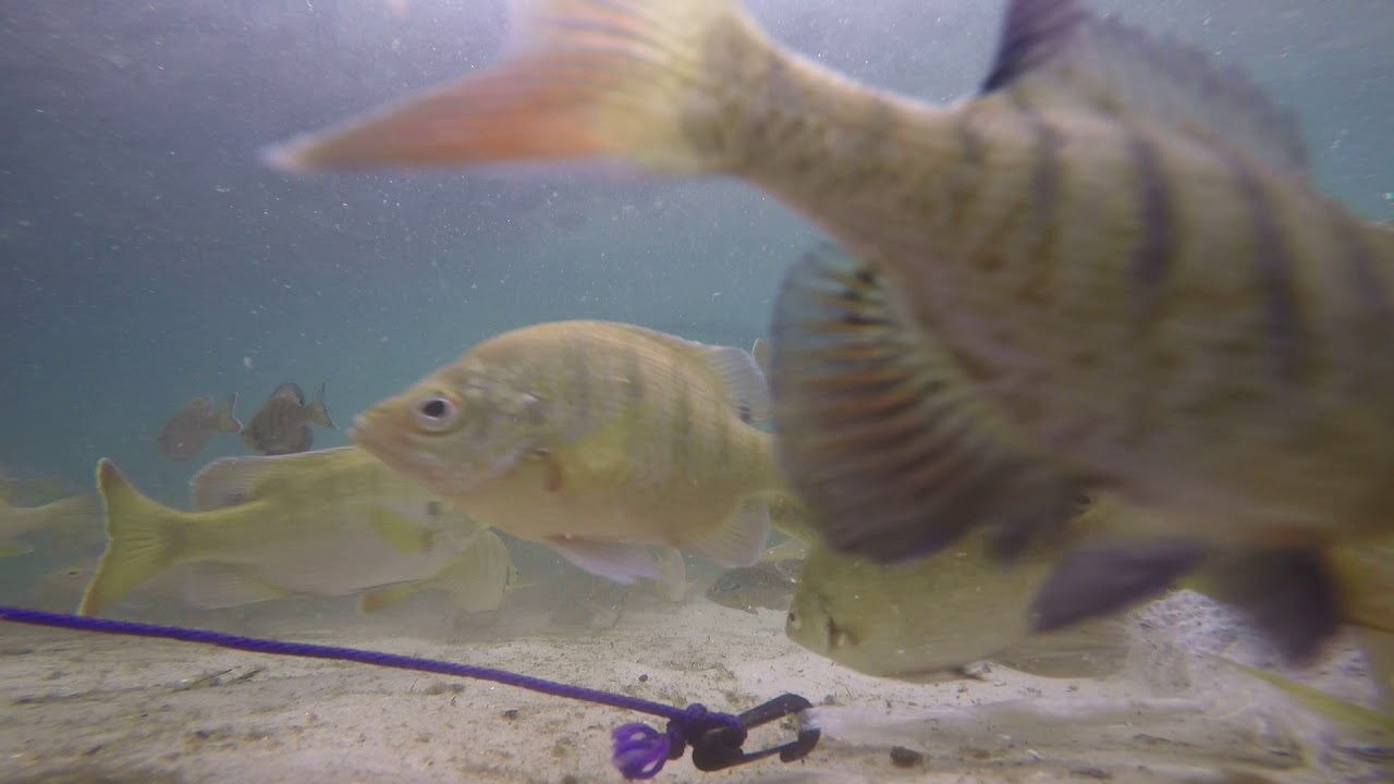 Pro Fish Chum 8 31 15 underwater fish freshwater blend - YouTube