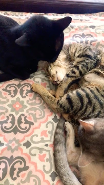 Both of them are cleaning their sister 😻🐾🐱 #cat #kitten #catlover #cutecat - YouTube