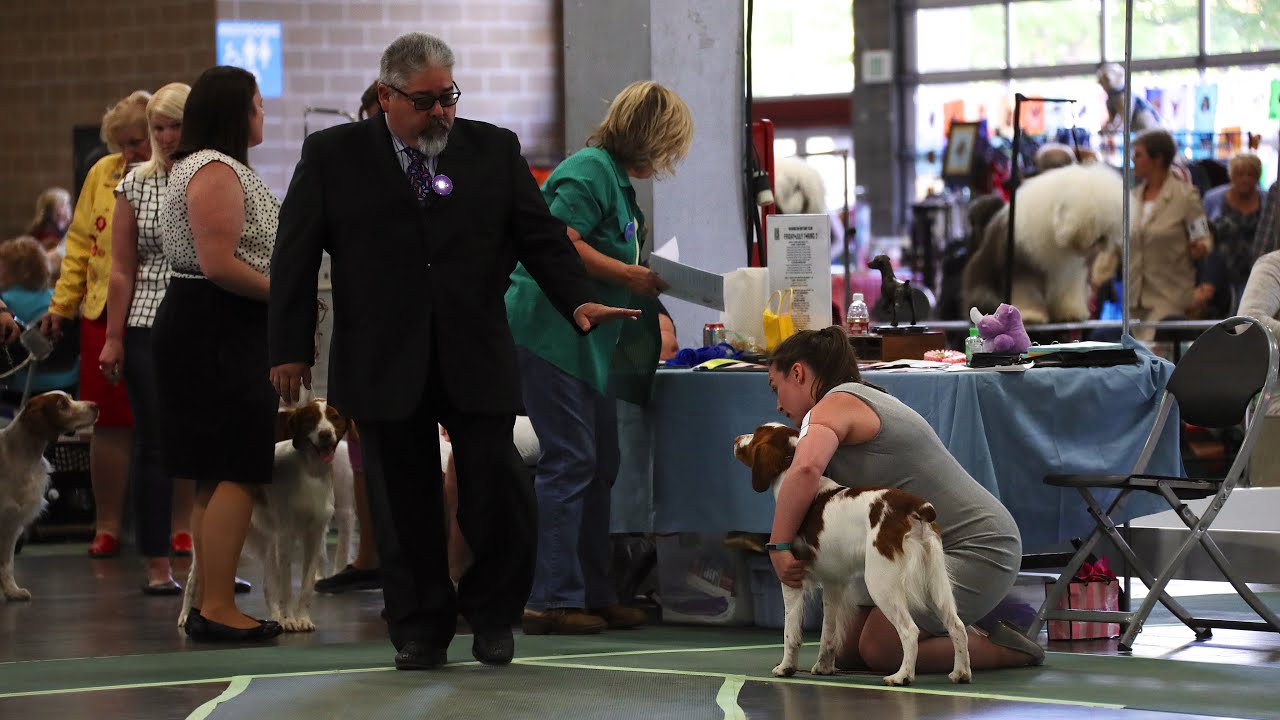 Foot placement for dog shows with Eric Salas - YouTube