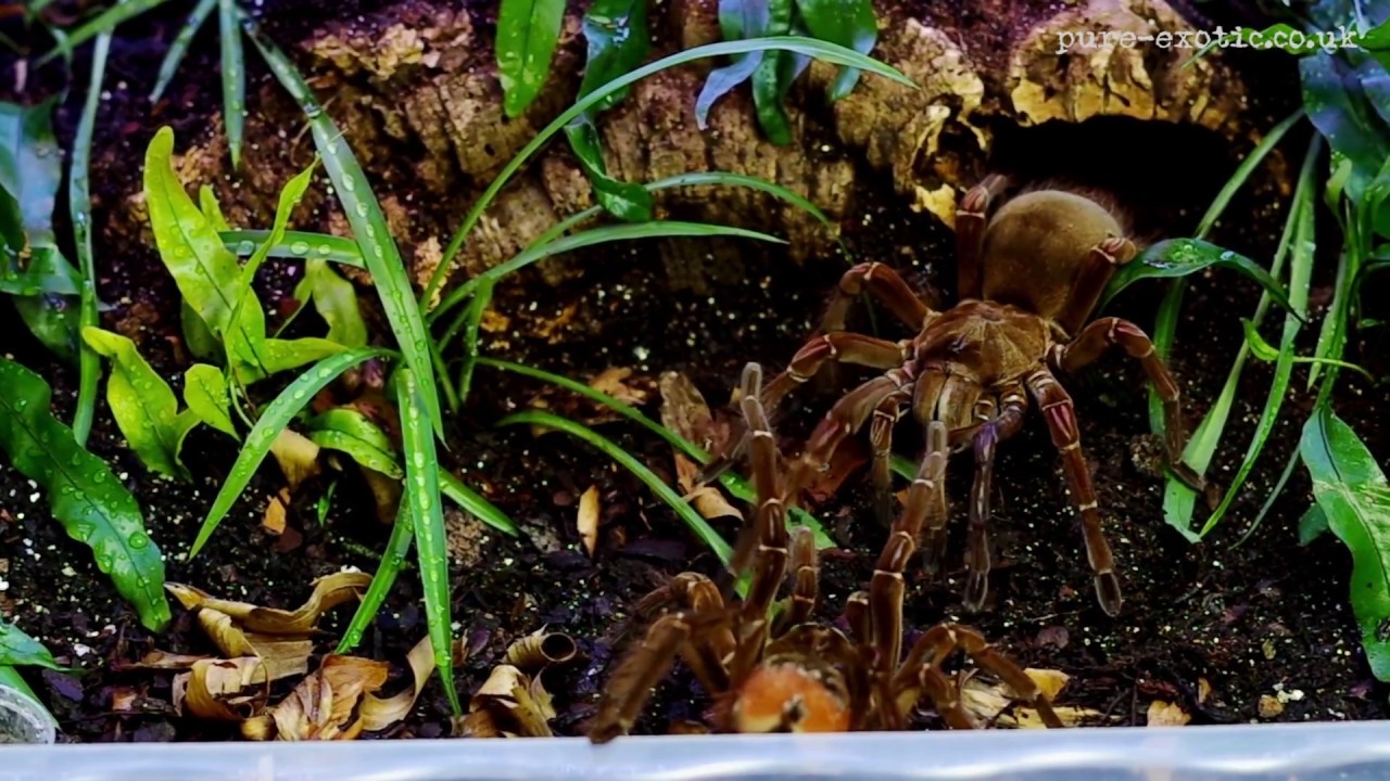 Theraphosa stirmi mating Burgundy Goliath Birdeater - YouTube