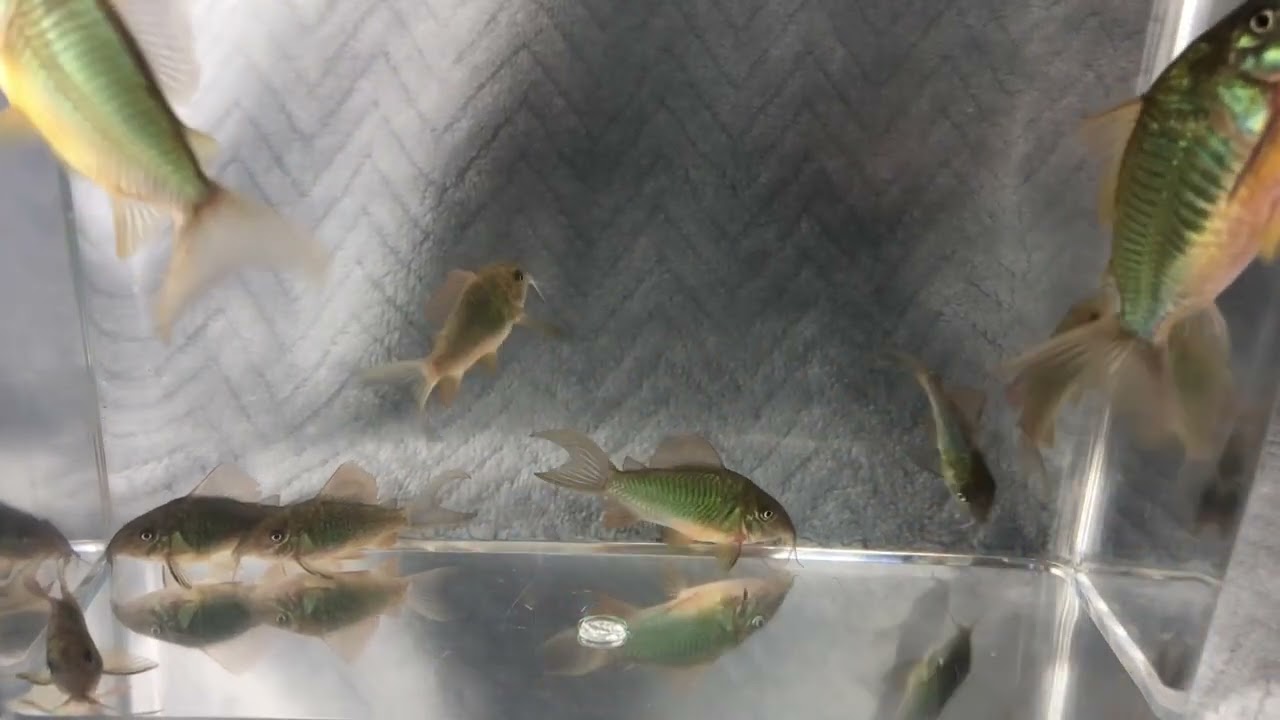 Emerald Corydoras (Brochis splendens) in a Specimen Container - YouTube