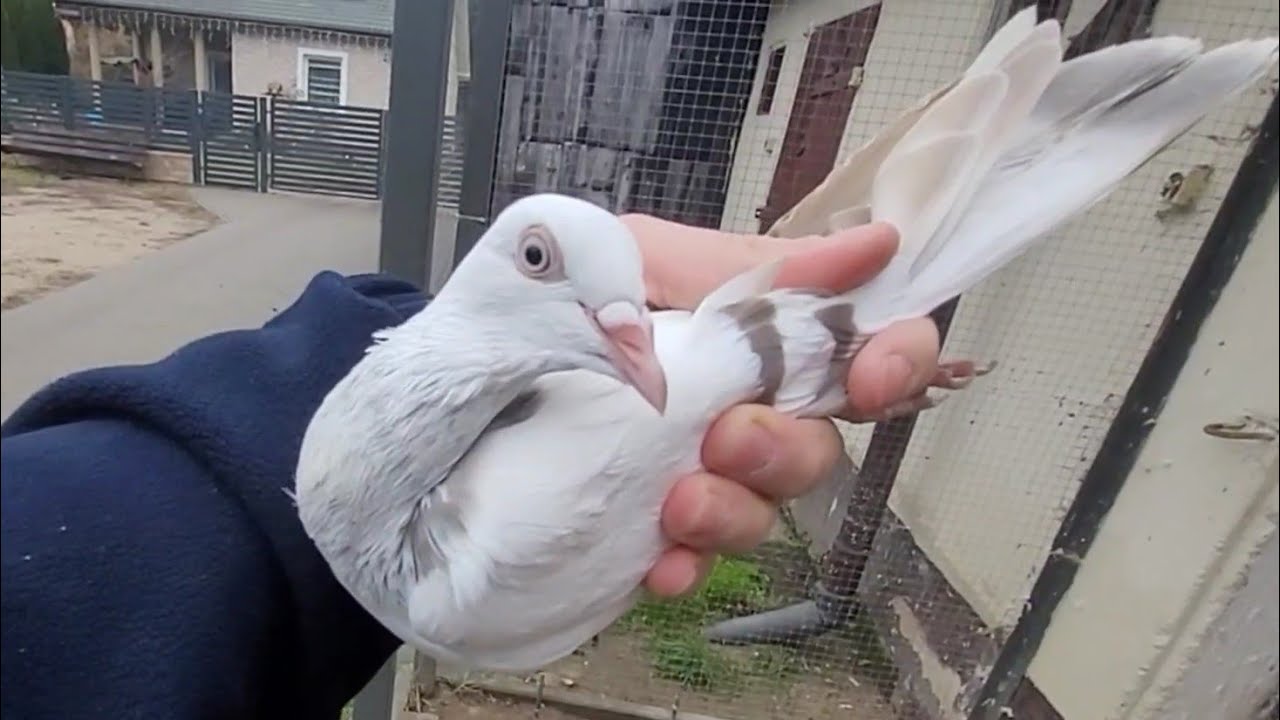 A gołębiarz g... świeże 🤣Dziś dzień sprzątania🌧💧Cieszę się jak coś ...