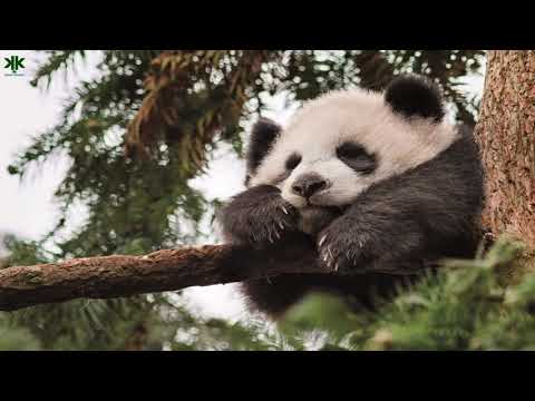 Pandalar neden bu kadar tembel?