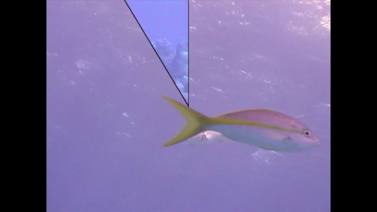Club Med 2003 full Movie - YouTube