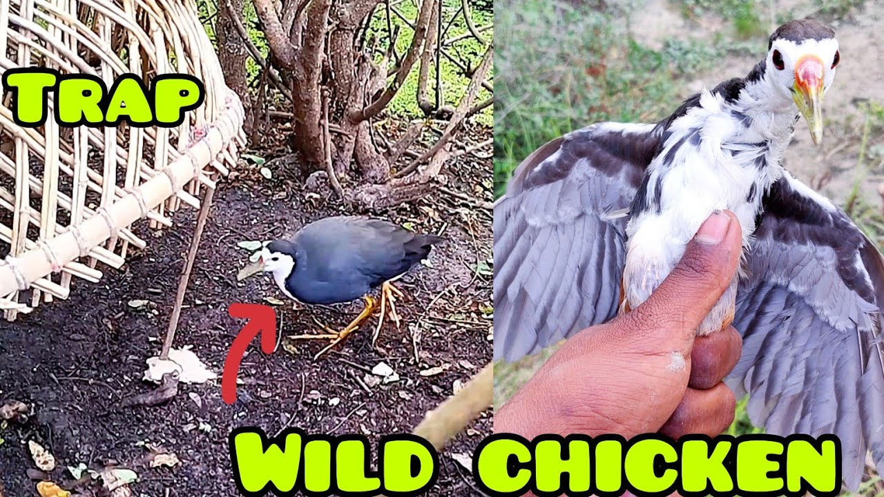 chicken 🦃🐓 trap using wood - easy chicken 🐓 trap - YouTube