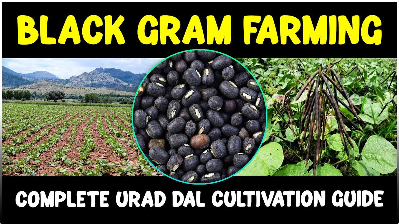 Black Gram (Urad Dal) Crop Cultivation Guide - YouTube