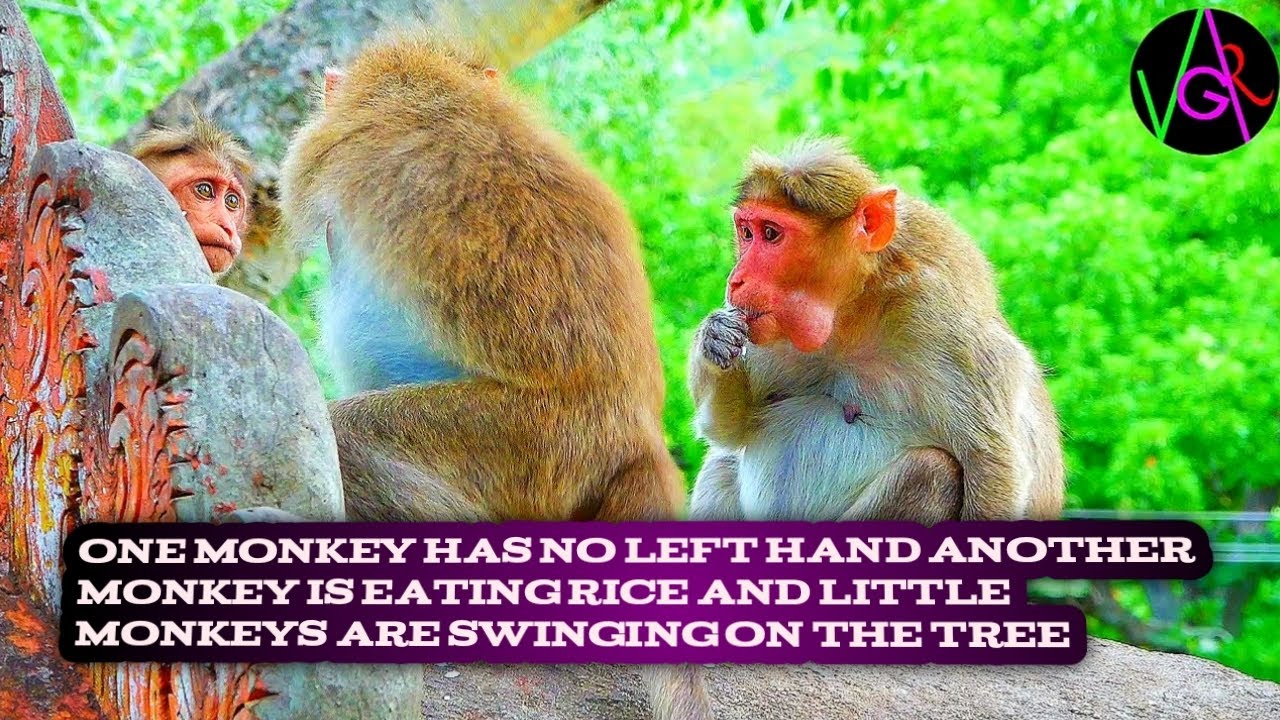 One monkey has no left hand Another monkey is eating rice little ...